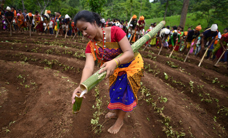 Tiwa Woman Pours Rice Beer Offer Editorial Stock Photo - Stock Image ...