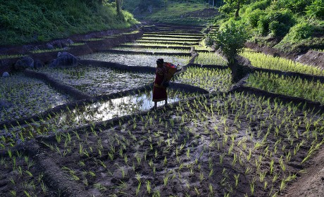 Tiwa Tribesmen Sow Paddy Jhum Field Editorial Stock Photo - Stock Image ...