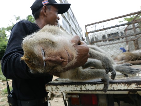 Thai National Park Official Moves Monkey Redakčních stock fotografií ...