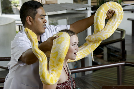 THAI SNAKE EXPERT PLACES ALBINO BURMESE Editorial Stock Photo - Stock ...
