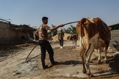 Farmers Wash Cows Farm Douma Syria Editorial Stock Photo - Stock Image ...
