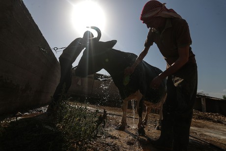 Farmers Wash Cows Farm Douma Syria Editorial Stock Photo - Stock Image ...