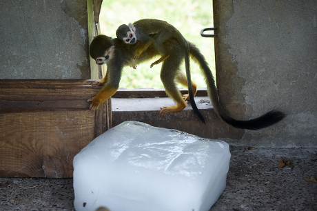 Squirrel Monkey Approaches Ice Cube Hefei Editorial Stock Photo - Stock ...