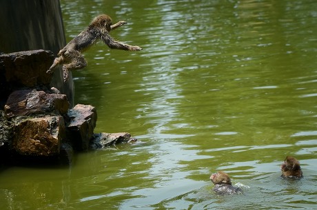 Japanese Macaques Swim Pool Hefei Wildlife Editorial Stock Photo ...