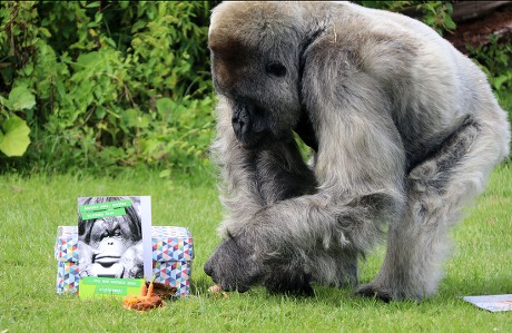 Nico Gorilla Editorial Stock Photo - Stock Image | Shutterstock