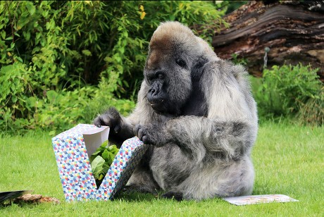 longleat safari's gorilla nico dies aged 56 Stock Photos (Exclusive ...