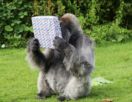 Nico Gorilla Editorial Stock Photo - Stock Image | Shutterstock