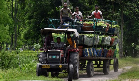 Tea Leaves Being Transported Tractor Trolley Editorial Stock Photo ...