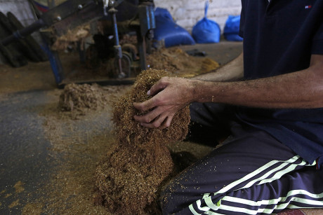 Arabic Tobacco cigarettes, Jenin, --- - 22 Jul 2017 Stock Pictures ...