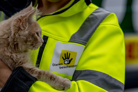 Animal Helpers Dierenbescherming On Patrol Their Editorial Stock Photo ...