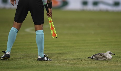 Bird Sits On Field Next Referee Editorial Stock Photo - Stock Image ...