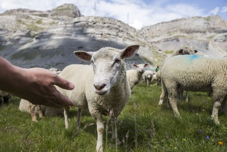 Sheeps On Shore Daubensee Lake During Editorial Stock Photo - Stock ...