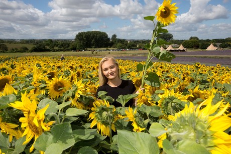 Primrose Kitchener19 Picking Sunflowers Cadwell Farm Editorial Stock ...