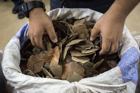 Bag Seized Pangolin Scales Displayed During Editorial Stock Photo ...