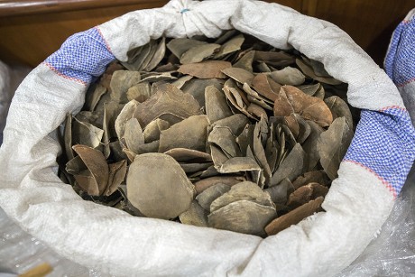 Bag Seized Pangolin Scales Displayed During Editorial Stock Photo ...