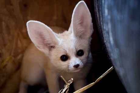Fennec Fox Editorial Stock Photo - Stock Image | Shutterstock