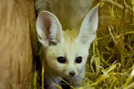 56 Fennec foxes Stock Pictures, Editorial Images and Stock Photos ...