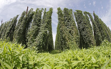 General View Over Hops Growing Area Editorial Stock Photo - Stock Image ...