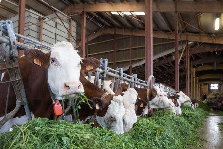 Cows Being Milked Dairy Farm Editorial Stock Photo - Stock Image ...