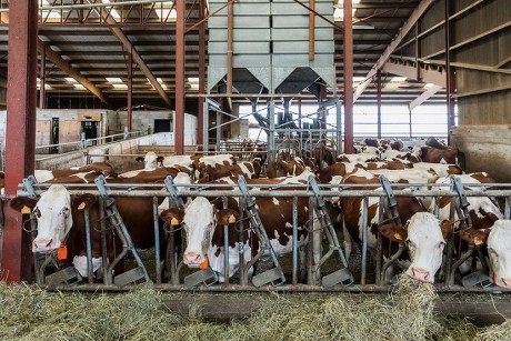 Cows Being Milked Dairy Farm Editorial Stock Photo - Stock Image ...