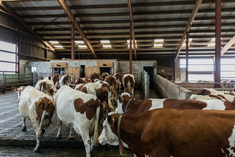 Cows Being Milked Dairy Farm Editorial Stock Photo - Stock Image ...