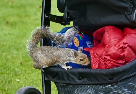 Inquisitive Grey Squirrel Hops Onto Pram Editorial Stock Photo - Stock ...
