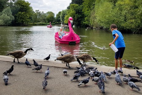 People Enjoying Paddling Duck Child Feeding Editorial Stock Photo ...