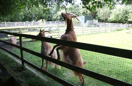 Goats Freightliners City Farm Highbury Islington Editorial Stock Photo ...