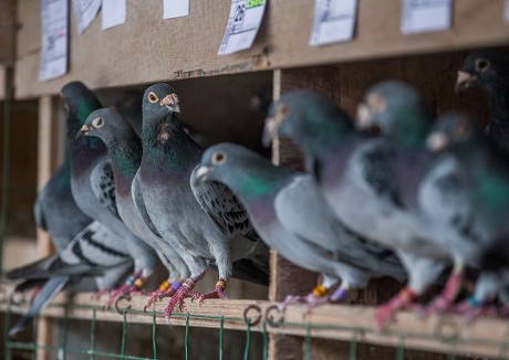 Homing Pigeons Their Pigeon Loft Natural Editorial Stock Photo - Stock ...