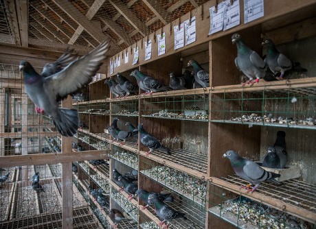Homing Pigeons Their Pigeon Loft Natural Editorial Stock Photo - Stock ...