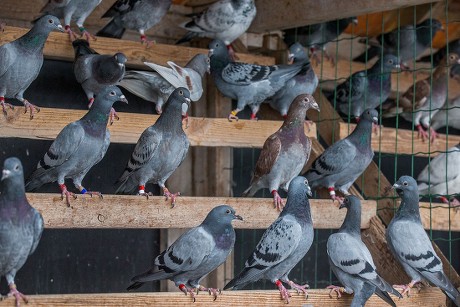 Young Homing Pigeons Stand Their Pigeon Editorial Stock Photo - Stock ...