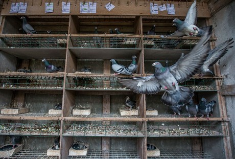 Homing Pigeons Their Pigeon Loft Natural Editorial Stock Photo - Stock ...