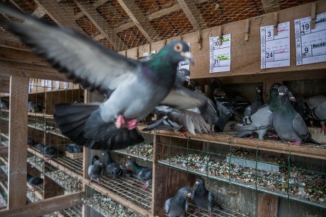 Homing Pigeons Their Pigeon Loft Natural Editorial Stock Photo - Stock ...