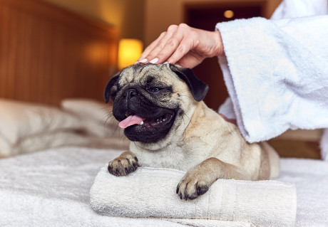 Pug Receiving Spa Treatment Editorial Stock Photo - Stock Image ...