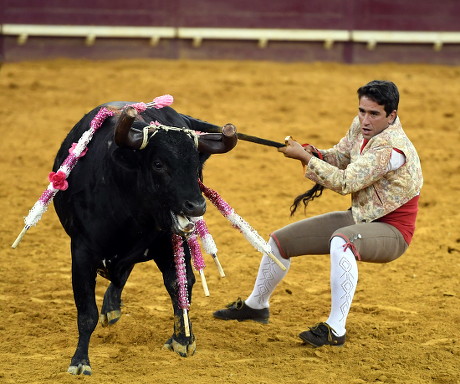 Bullfighting, Lisbon, Portugal - 10 Aug 2017 Stock Pictures, Editorial ...