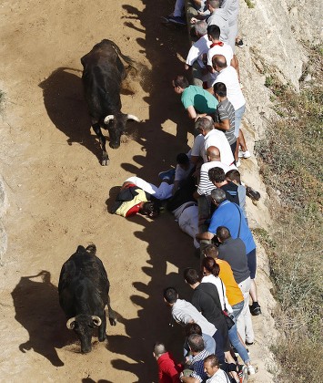 Bulls Chase Runners Compete During Pilon Editorial Stock Photo - Stock ...
