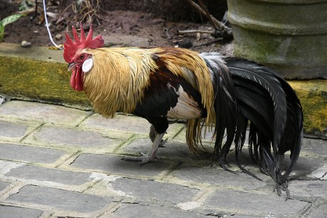 61 Cockrel Stock Pictures, Editorial Images and Stock Photos | Shutterstock