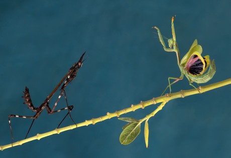 Two Preying Mantis Fighting Editorial Stock Photo - Stock Image ...