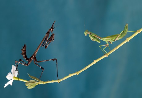 Two Preying Mantis Fighting Editorial Stock Photo - Stock Image ...