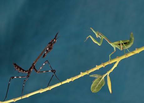 Two Preying Mantis Fighting Editorial Stock Photo - Stock Image ...