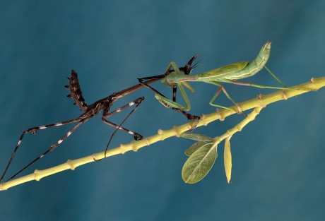 Two Preying Mantis Fighting Editorial Stock Photo - Stock Image ...