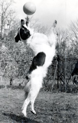 Pickles Black White Mongrel Dog Who Editorial Stock Photo - Stock Image ...