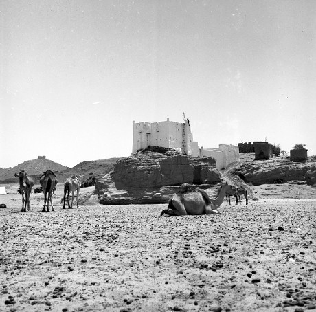 Aden Yemen Fort Hussein Camel Train Editorial Stock Photo - Stock Image ...
