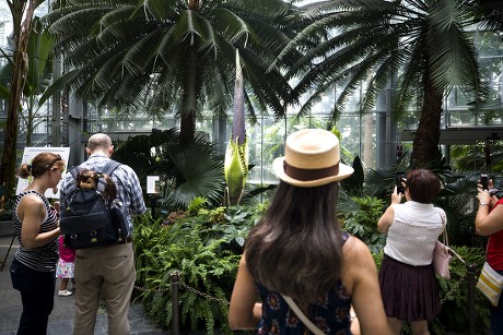 One Three Rare Amorphophallus Titanums Commonly Editorial Stock Photo ...