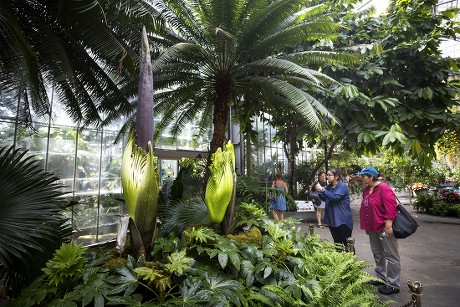 One Three Rare Amorphophallus Titanums Commonly Editorial Stock Photo ...