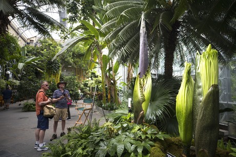 One Three Rare Amorphophallus Titanums Commonly Editorial Stock Photo ...