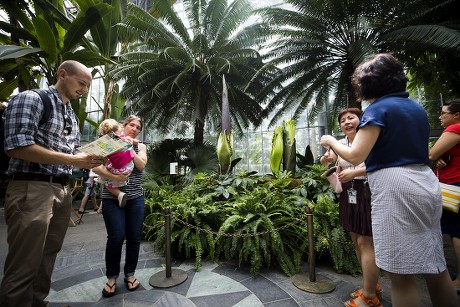 One Three Rare Amorphophallus Titanums Commonly Editorial Stock Photo ...