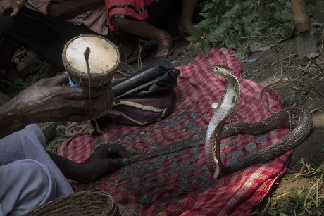 Indian Snake Charmers Attract Snake During Editorial Stock Photo ...