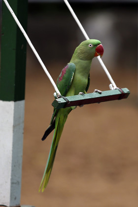 Labu Girawa Psitticula Eupatria On Swing Editorial Stock Photo - Stock ...