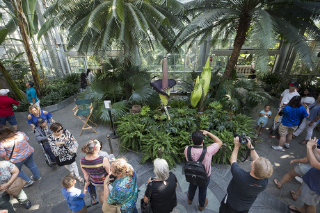 ONE THREE RARE AMORPHOPHALLUS TITANUMS COMMONLY Editorial Stock Photo ...